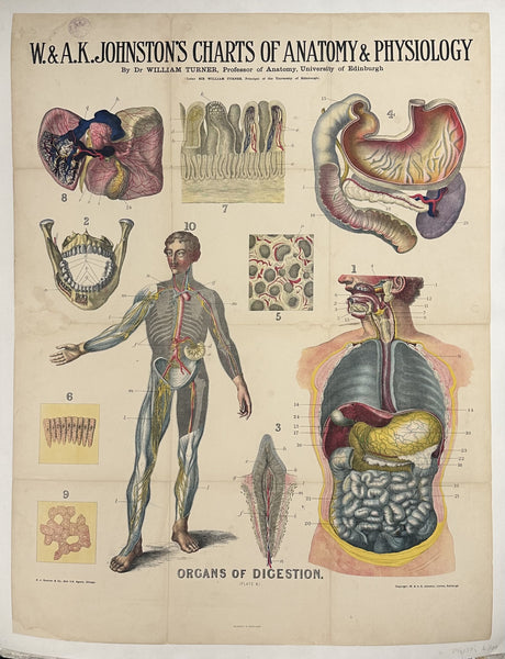 Charts of Anatomy and Physiology: Organs of Digestion – Poster Museum
