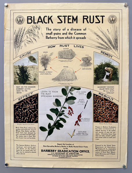 Black Stem Rust – Poster Museum
