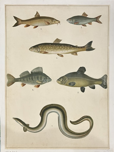 German fish species – Poster Museum