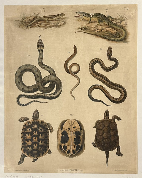 Reptiles – Poster Museum