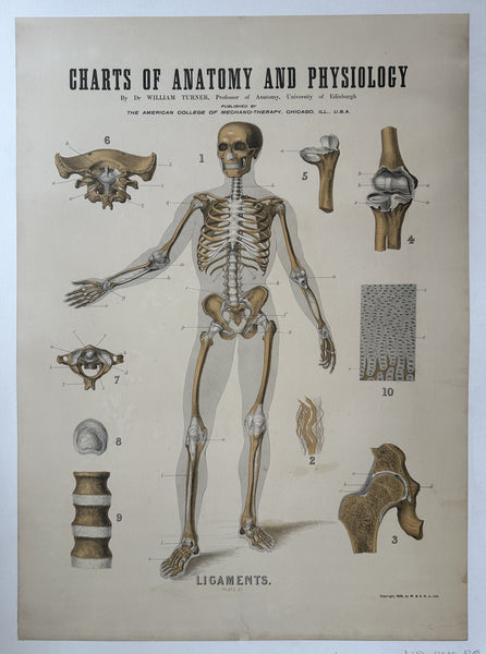 Charts of Anatomy and Physiology: Ligaments – Poster Museum