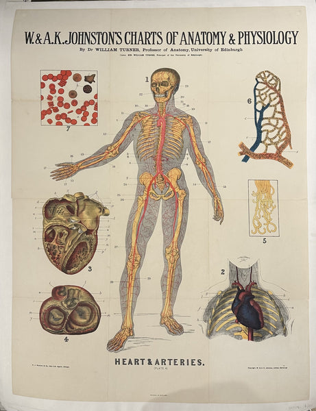 Charts of Anatomy and Physiology: Heart & Arteries – Poster Museum