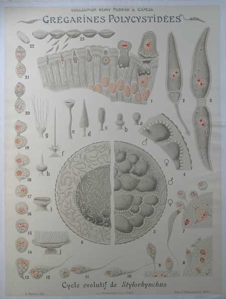 biological gregarines polycystides 5 – Poster Museum