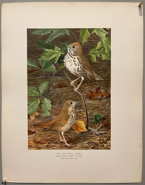 Wood Thrush, Hermit Thrush – Poster Museum