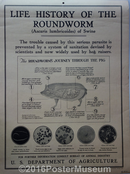 Roundworm control and better pigs – Poster Museum