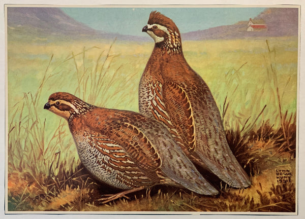 Common Quail – Poster Museum
