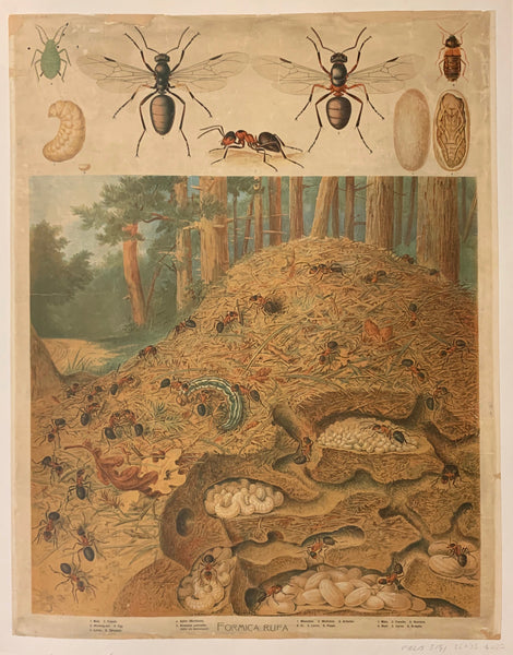 Formica Rufa Poster – Poster Museum