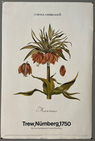 Trew, Nurnberg, 1750 Flower Print – Poster Museum