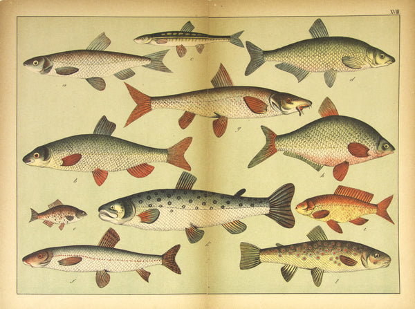 Fish – Poster Museum
