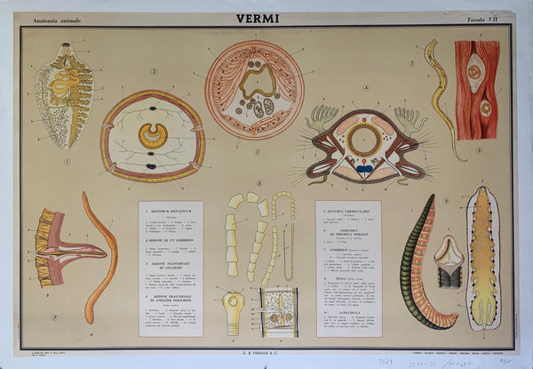 Vermi Poster – Poster Museum
