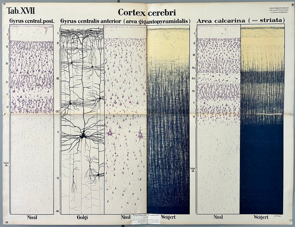 Cortex cerebri Chart – Poster Museum