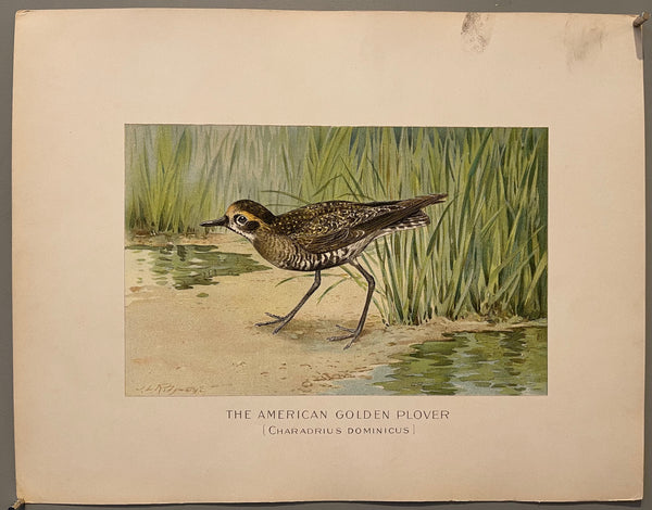 The American Golden Plover – Poster Museum