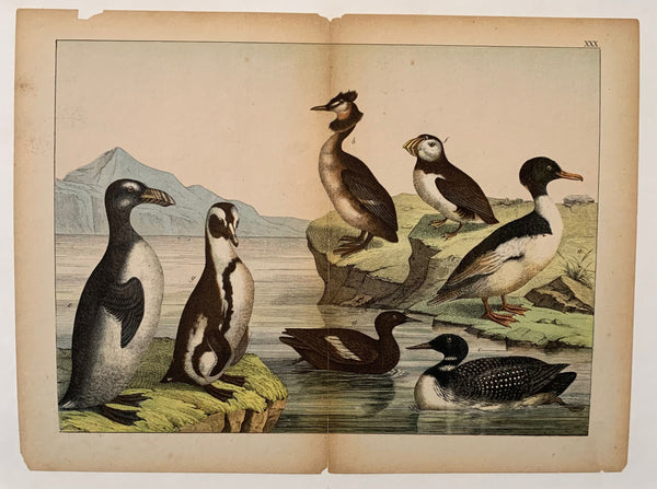 Seabird Print – Poster Museum