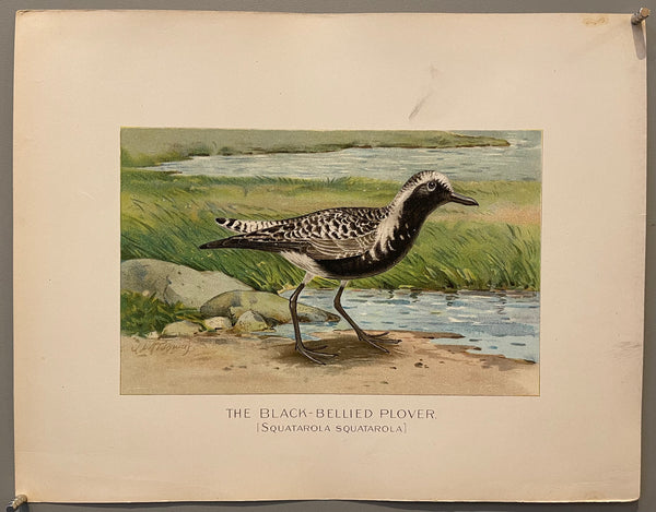 The Black-Bellied Plover – Poster Museum